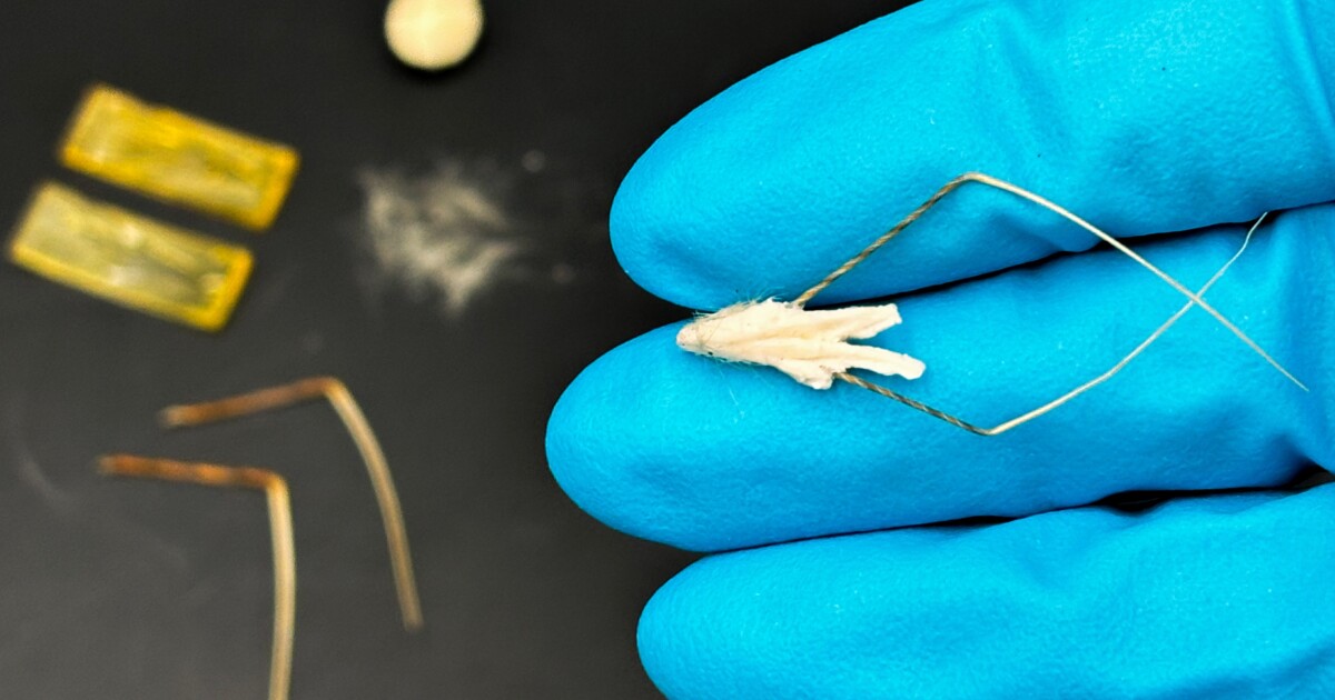 Self-planting bio-hybrid "robotic seeds" inspired by wild oats ...