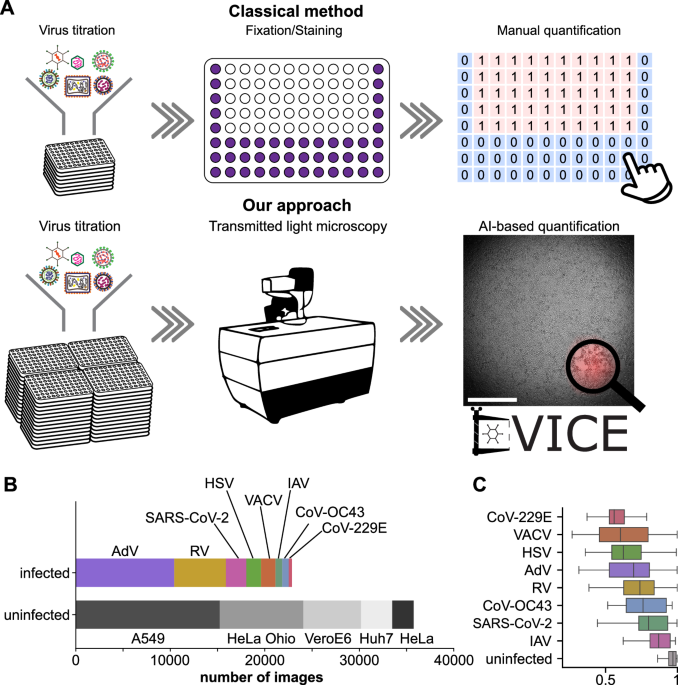 A versatile automated pipeline for quantifying virus infectivity by ...
