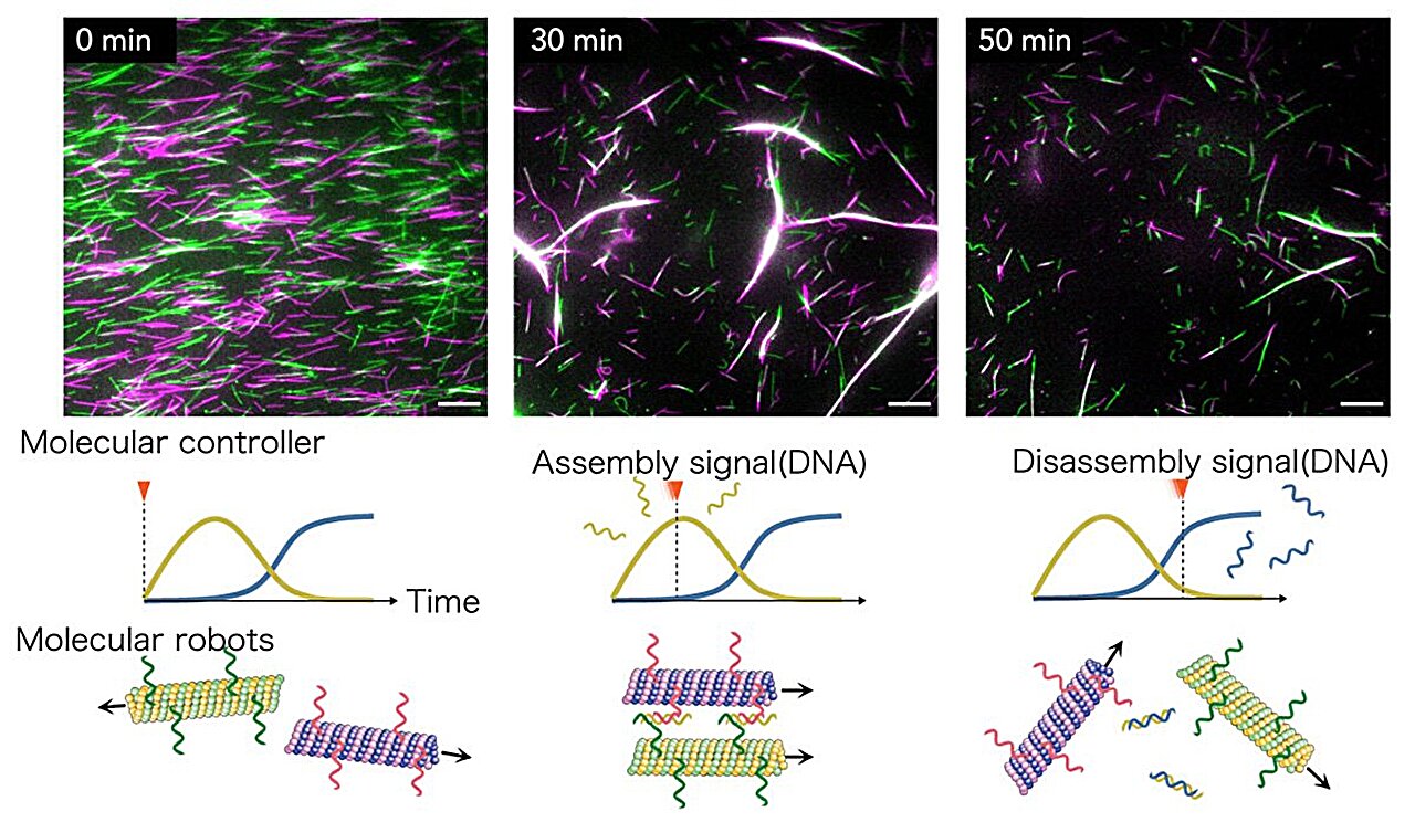 Self-assembling and disassembling swarm molecular robots via DNA ...